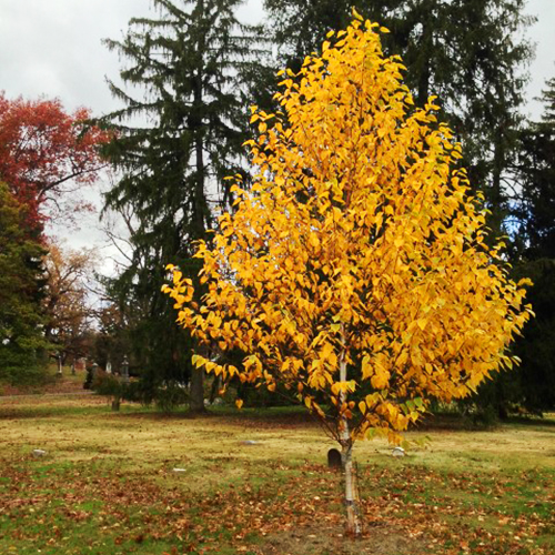 Renaissance Oasis Birch For Sale Online | The Tree Center