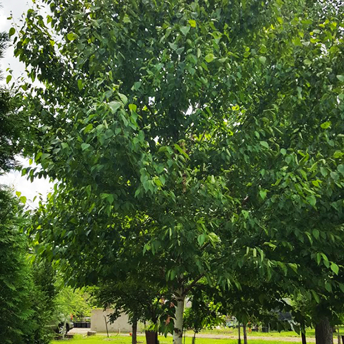 Renaissance Oasis Birch For Sale Online | The Tree Center