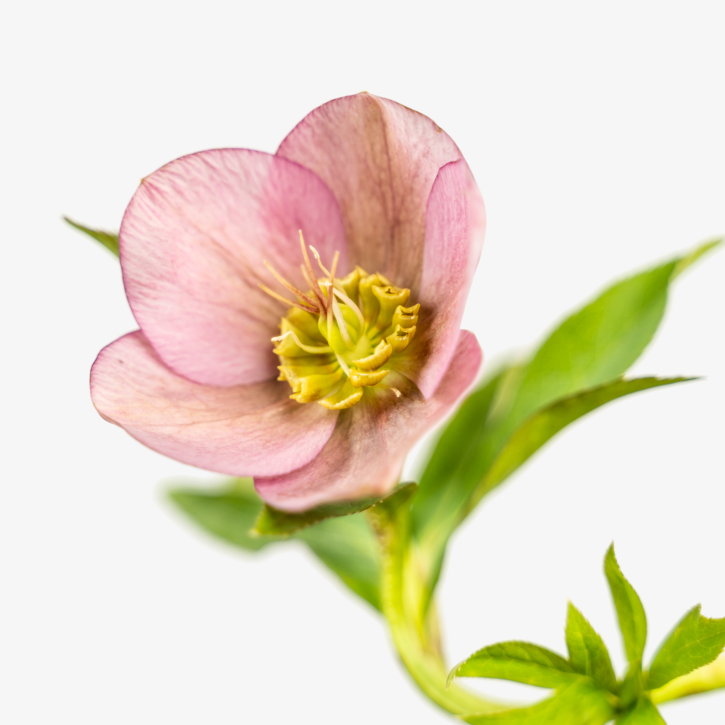 Royal Heritage™ Hellebore For Sale Online | The Tree Center