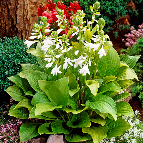 Royal Standard Hosta For Sale Online | The Tree Center