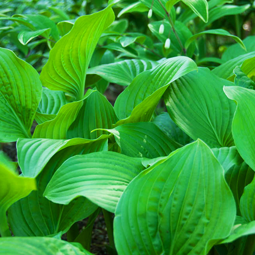 Royal Standard Hosta For Sale Online | The Tree Center