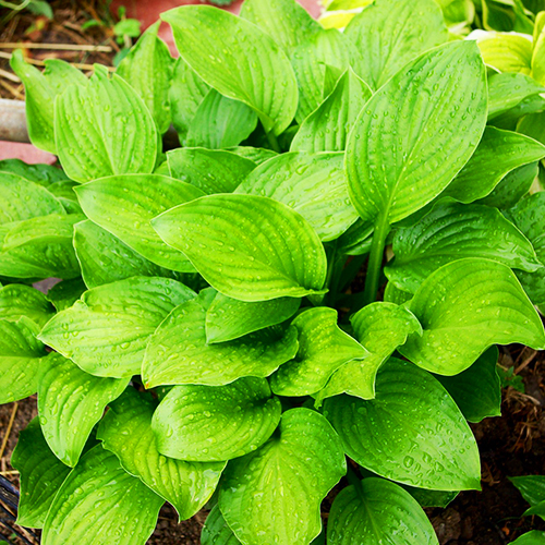Royal Standard Hosta For Sale Online | The Tree Center