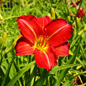 Ruby Stella Daylily For Sale Online | The Tree Center