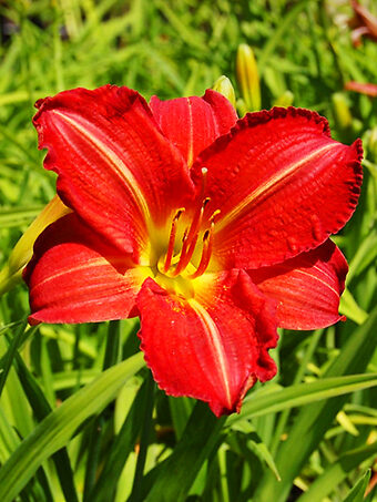 Daylily – The Tree Center