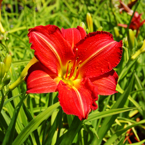 Ruby Stella Daylily For Sale Online | The Tree Center
