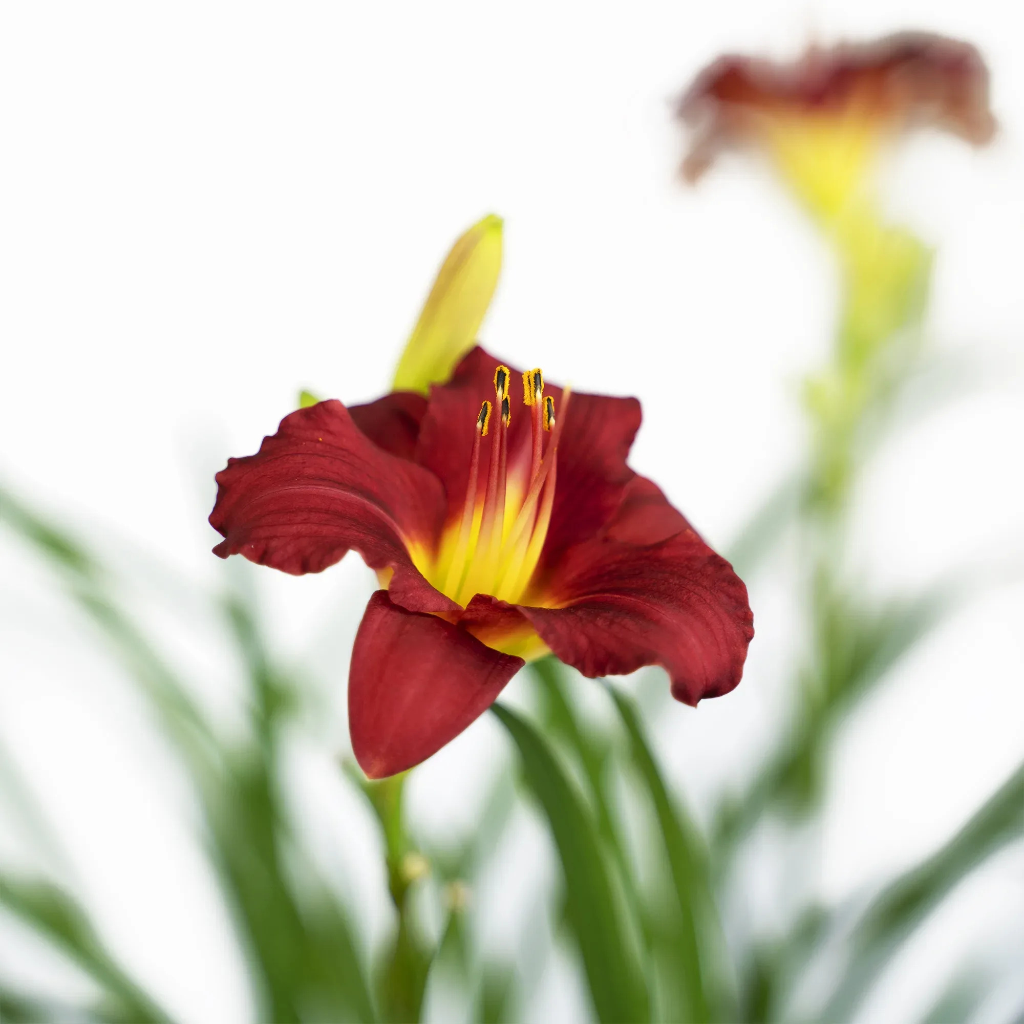 Ruby Stella Daylily For Sale Online | The Tree Center