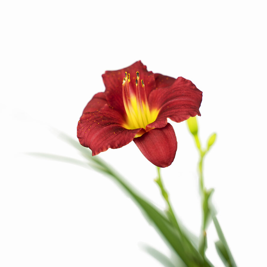 Ruby Stella Daylily For Sale Online | The Tree Center