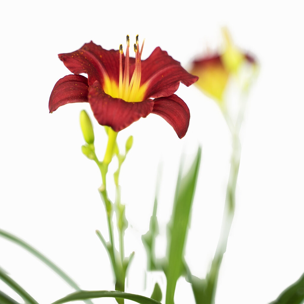 Ruby Stella Daylily For Sale Online | The Tree Center