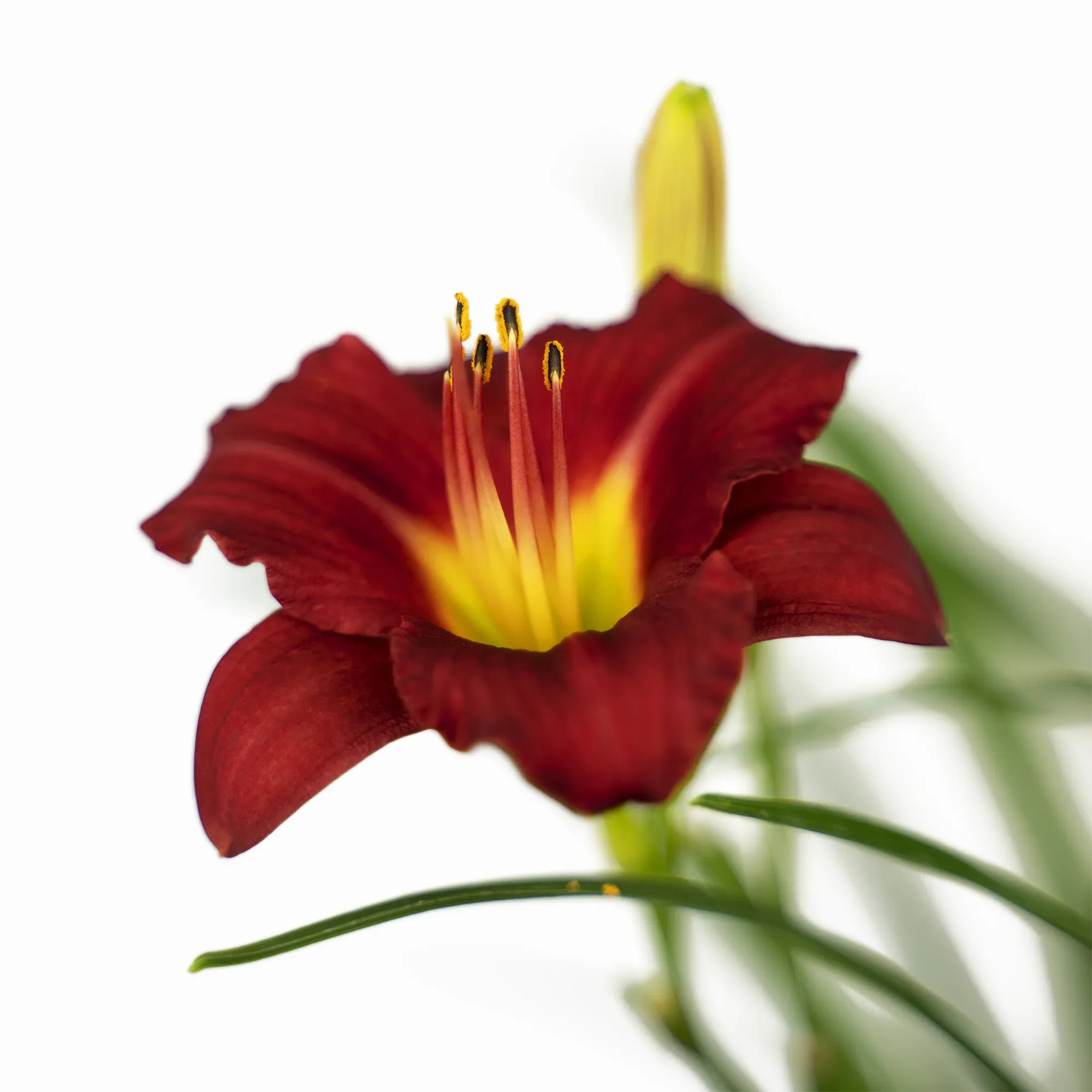 Ruby Stella Daylily For Sale Online | The Tree Center