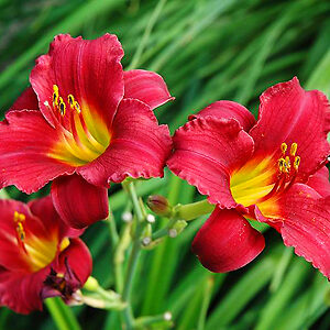 Ruby Stella Daylily For Sale Online | The Tree Center