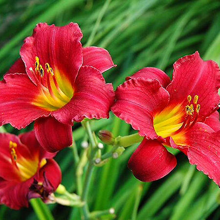 Ruby Stella Daylily For Sale Online | The Tree Center