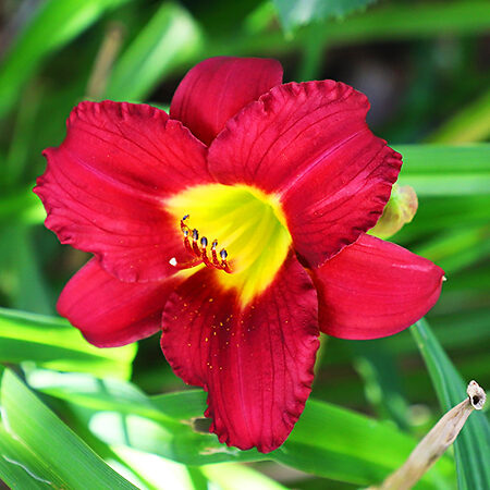 Ruby Stella Daylily For Sale Online | The Tree Center