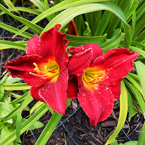 Ruby Stella Daylily For Sale Online | The Tree Center