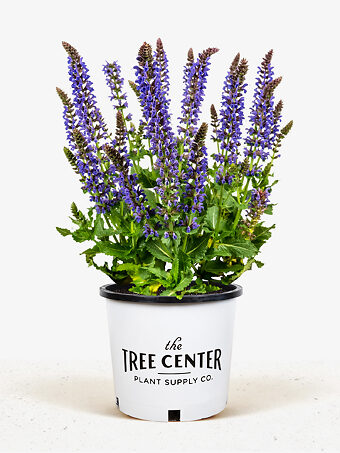 Salvia – The Tree Center