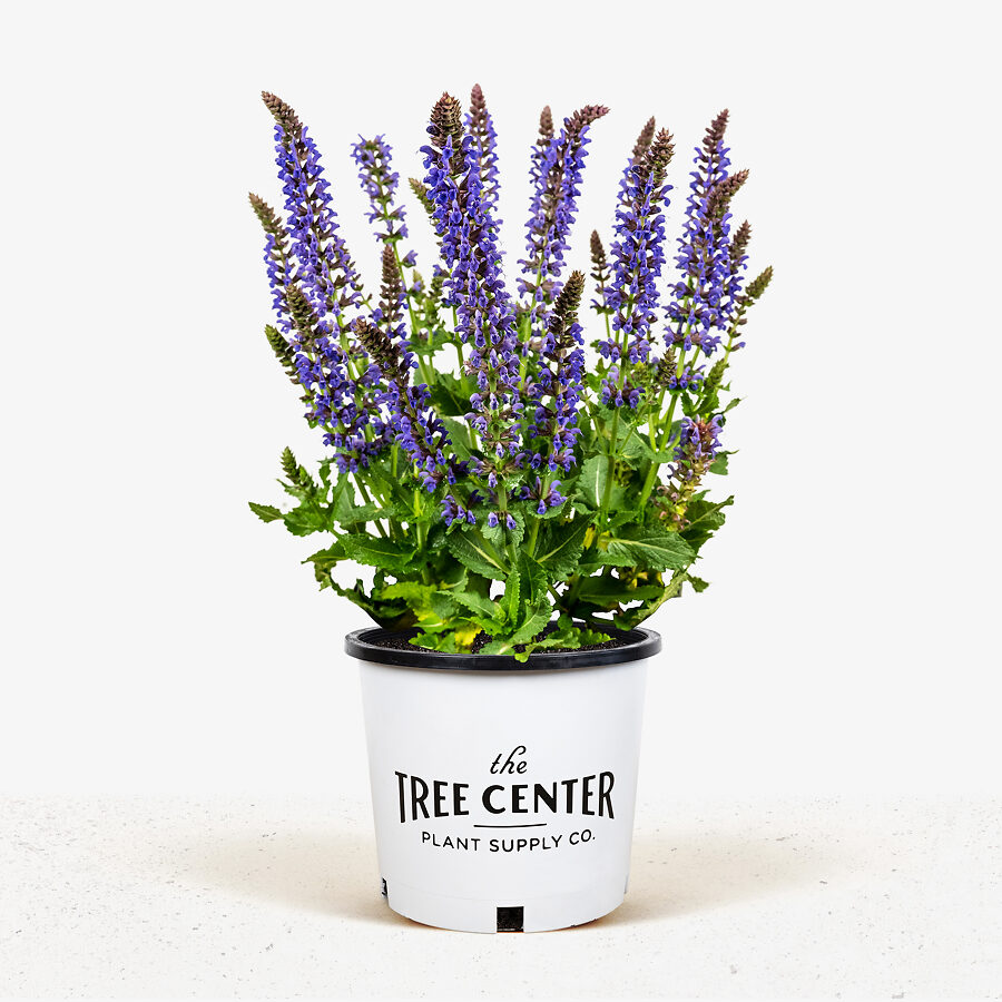 April Night Salvia For Sale Online | The Tree Center