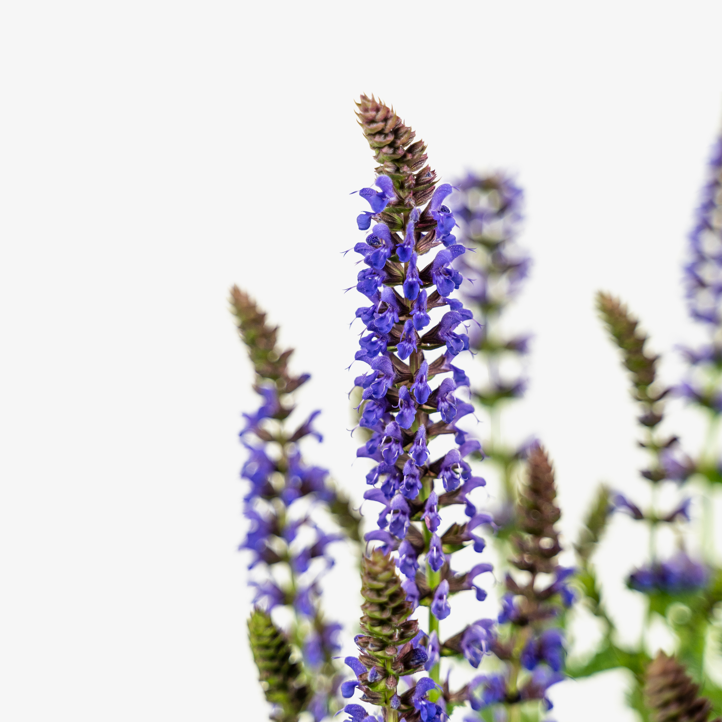 April Night Salvia For Sale Online | The Tree Center