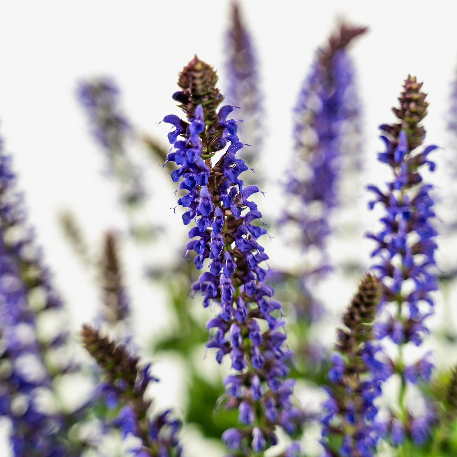April Night Salvia For Sale Online | The Tree Center