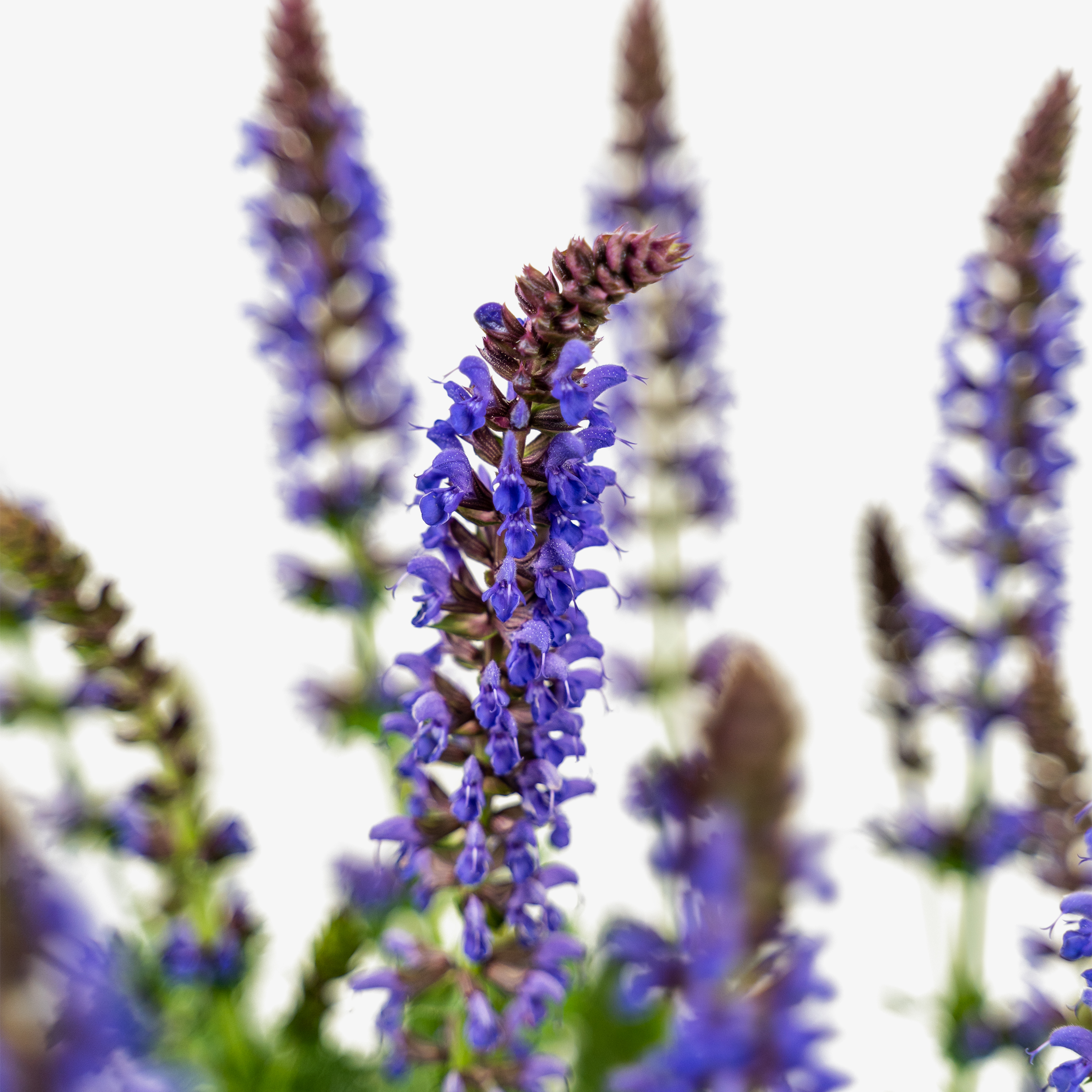 April Night Salvia For Sale Online | The Tree Center