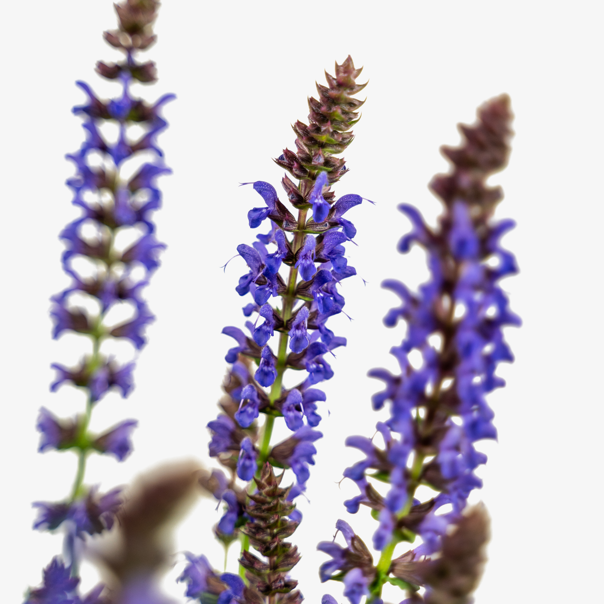 April Night Salvia For Sale Online | The Tree Center