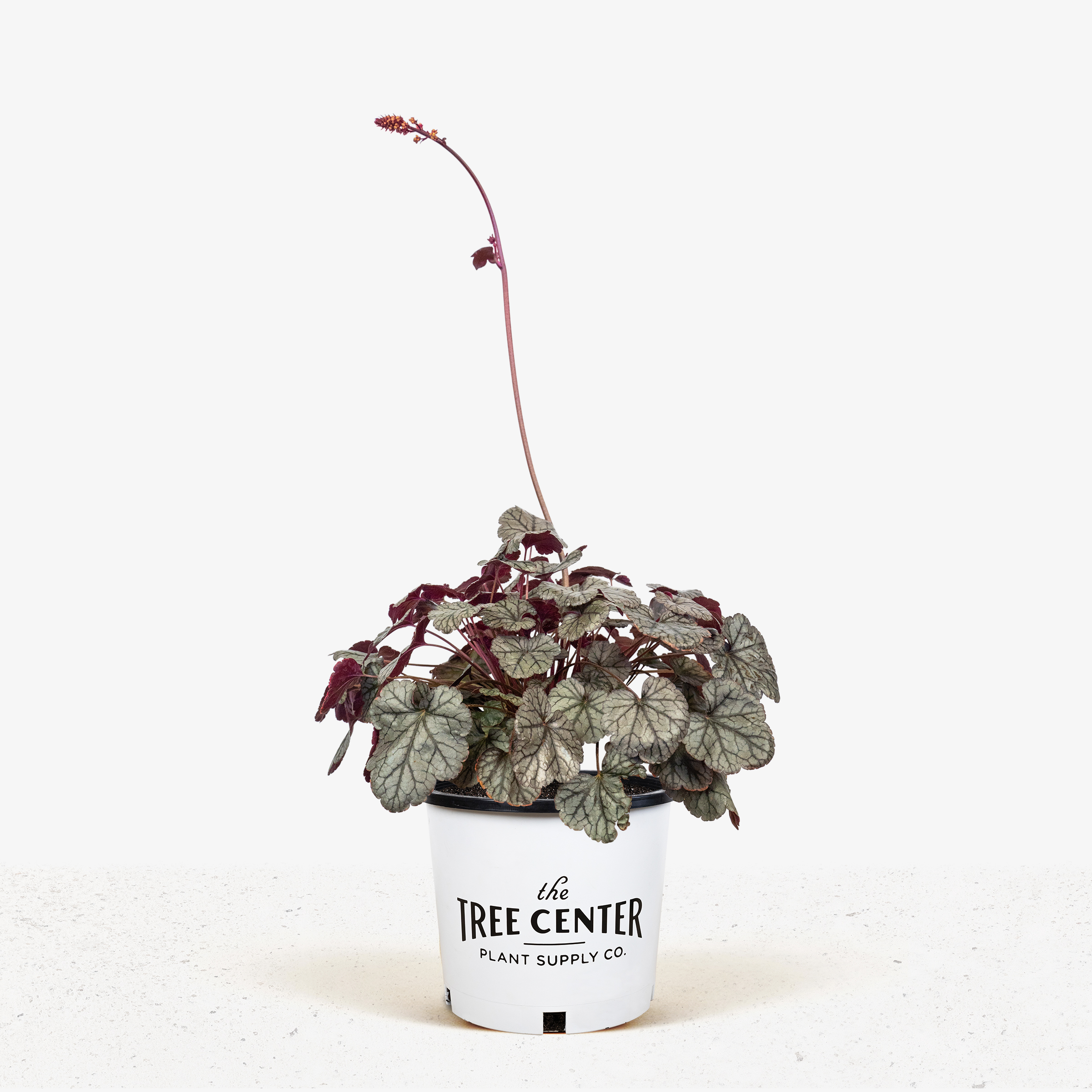 Silver Scrolls Heuchera | The Tree Center™