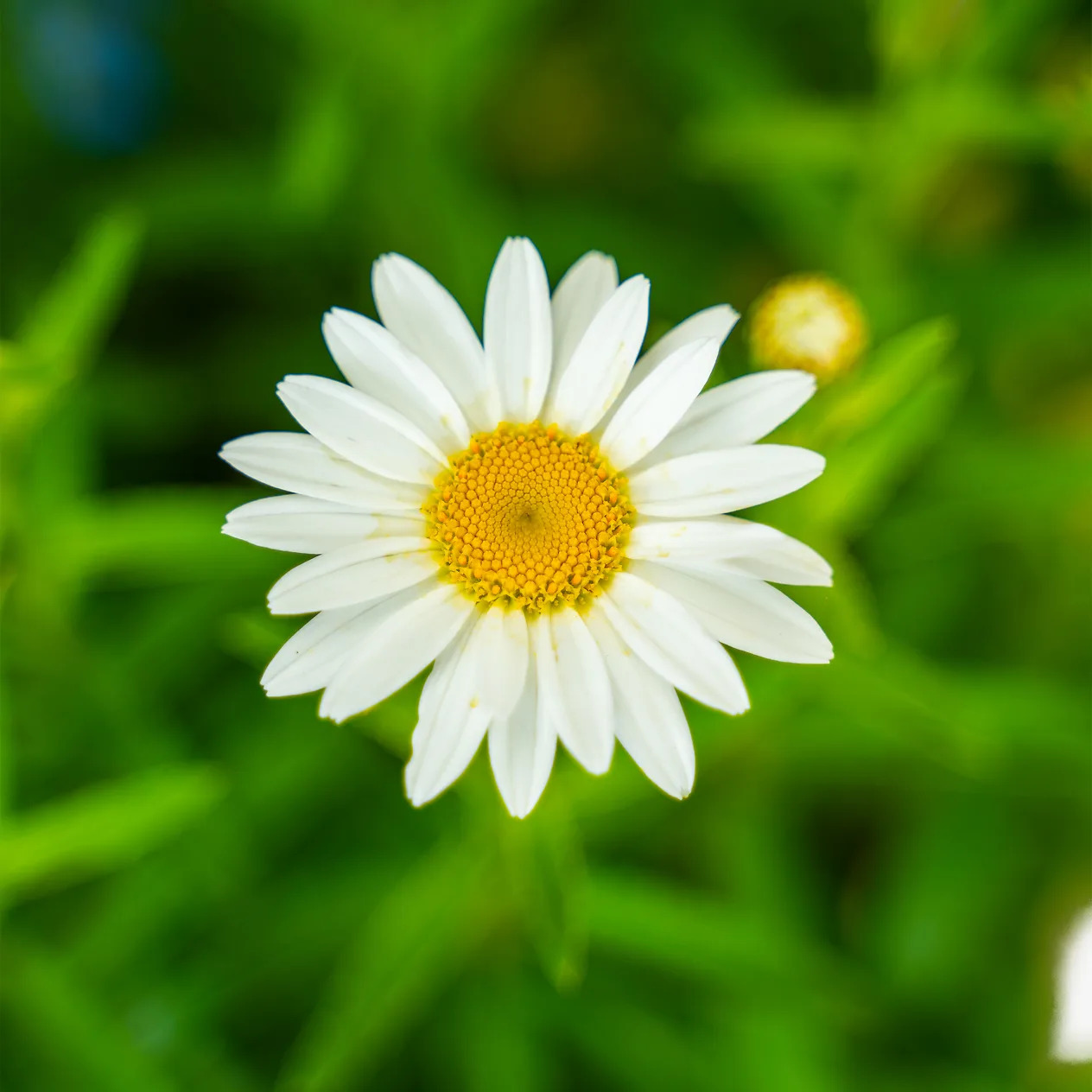 Snow Cap Daisy For Sale Online | The Tree Center