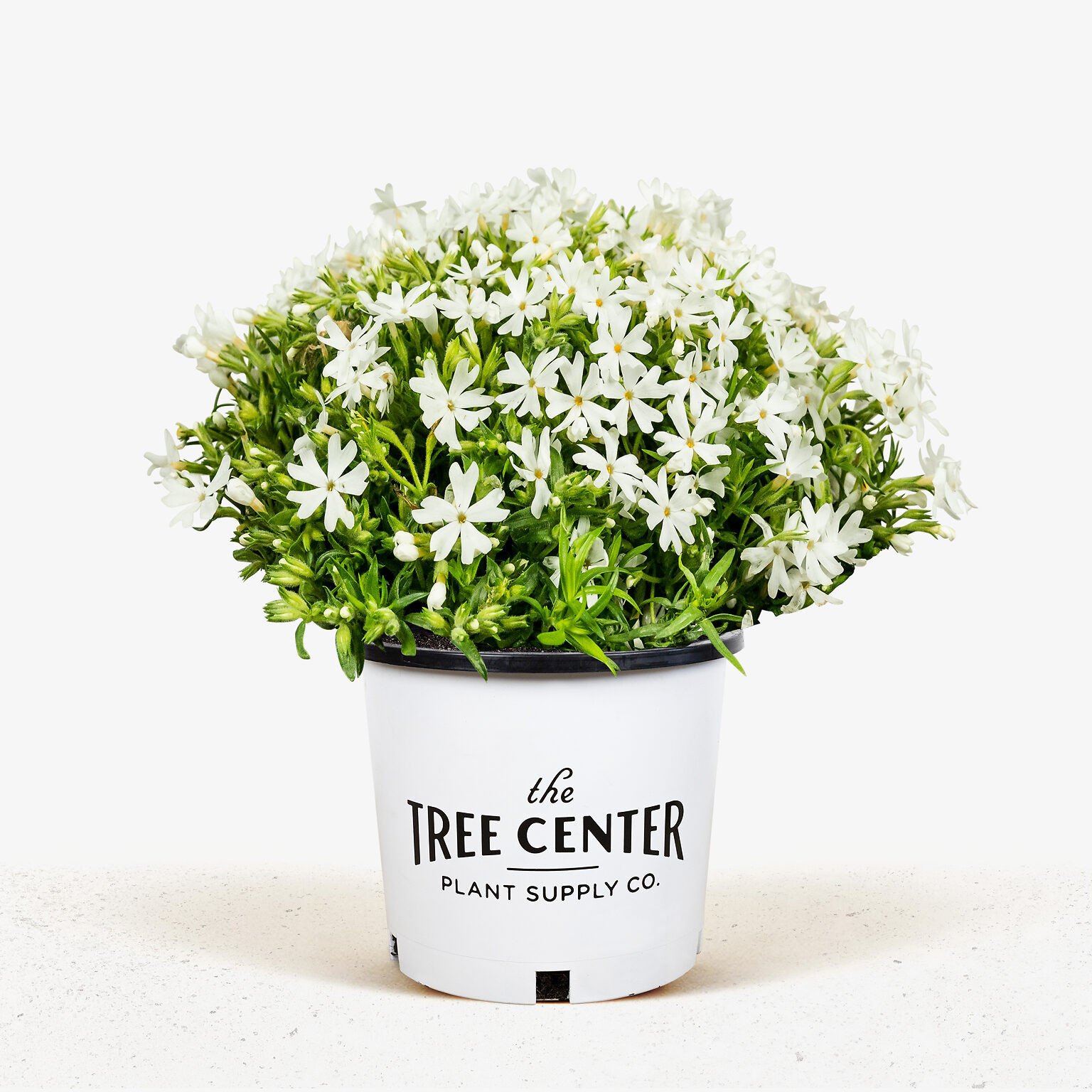 Snowflake Creeping Phlox For Sale Online | The Tree Center