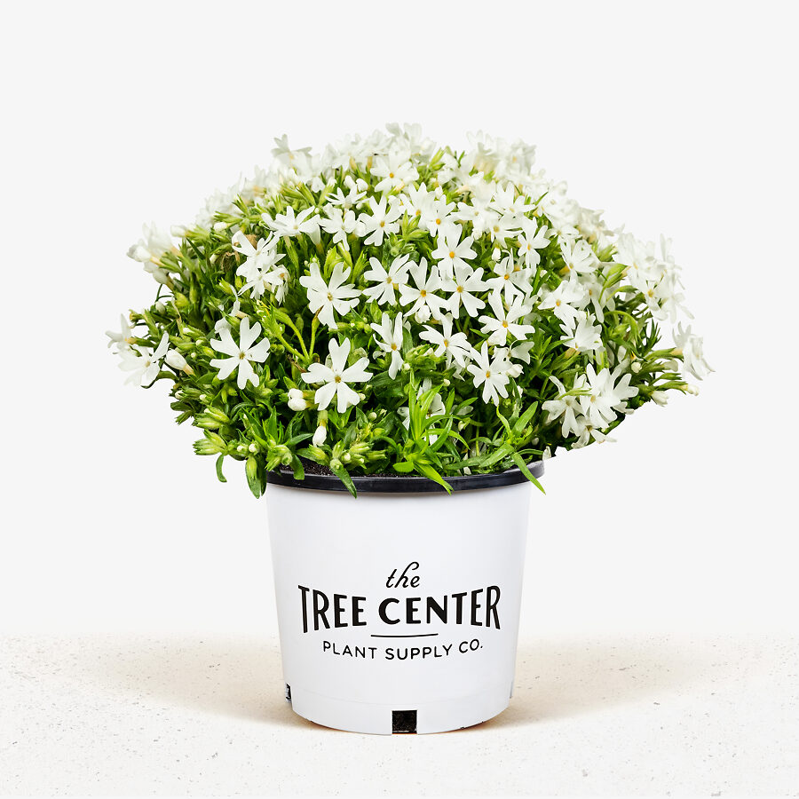 Snowflake Creeping Phlox For Sale Online | The Tree Center