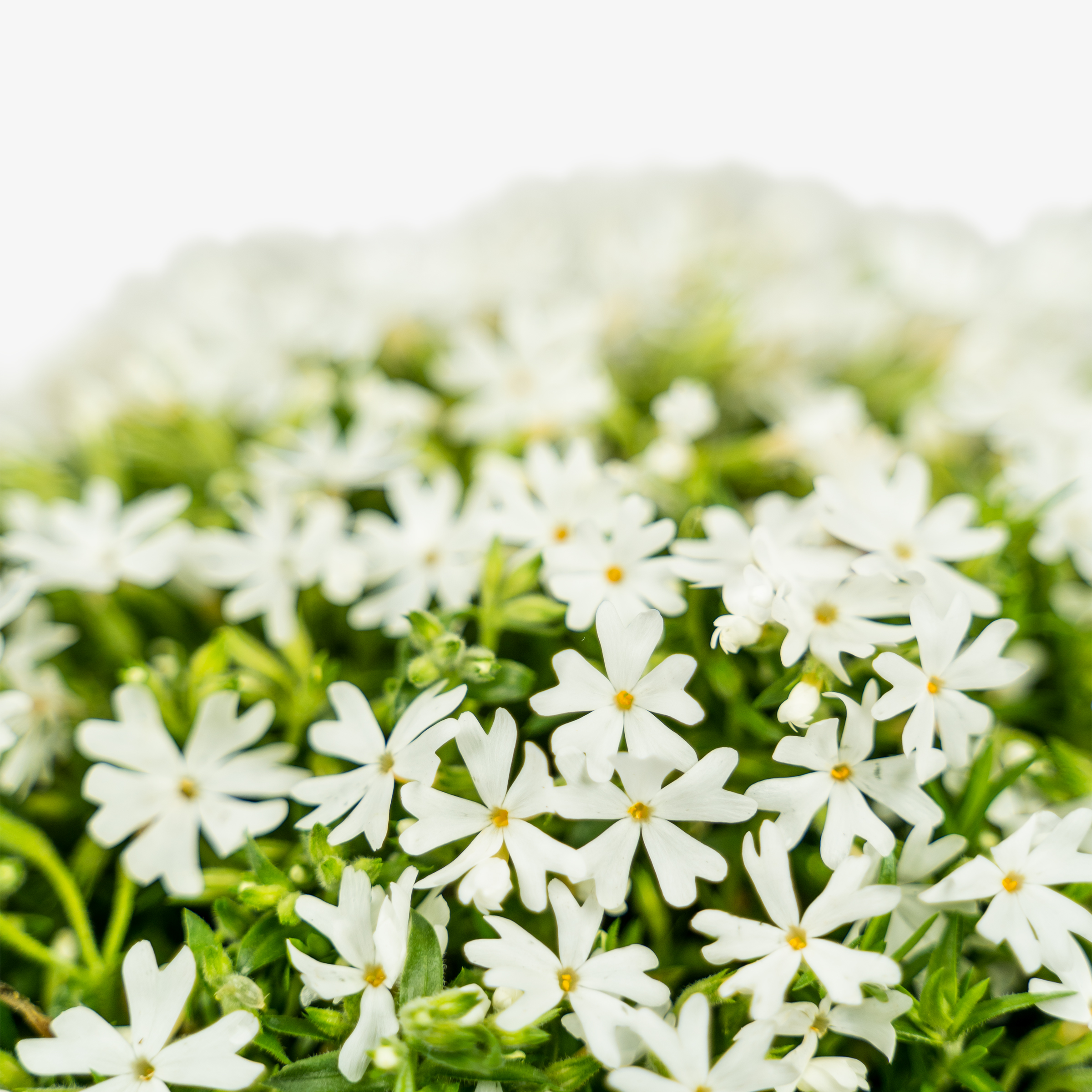 Snowflake Creeping Phlox For Sale Online | The Tree Center
