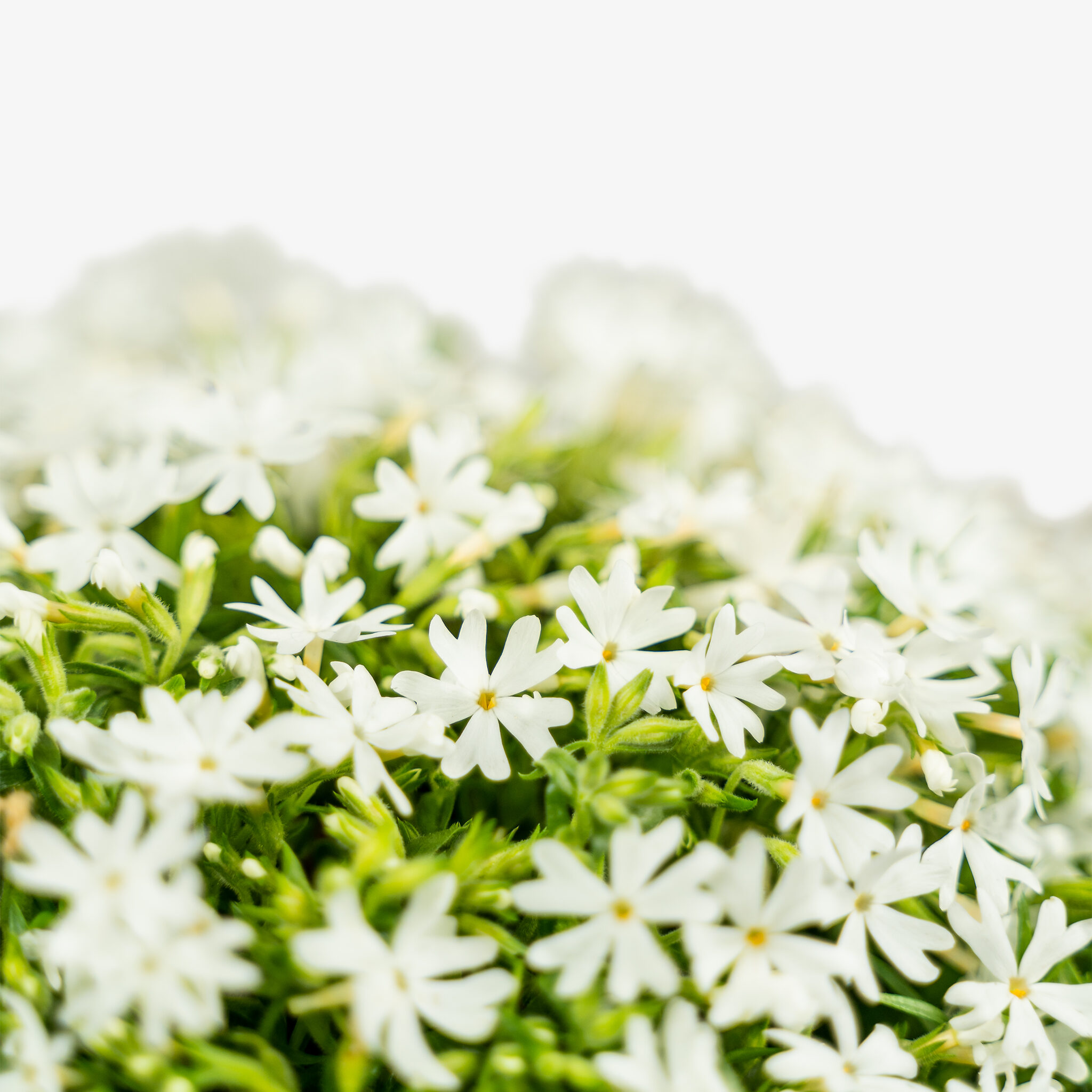 Snowflake Creeping Phlox For Sale Online | The Tree Center