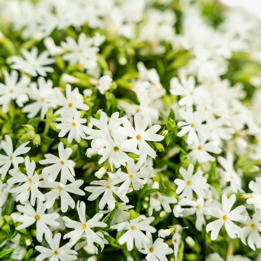 Snowflake Creeping Phlox For Sale Online | The Tree Center