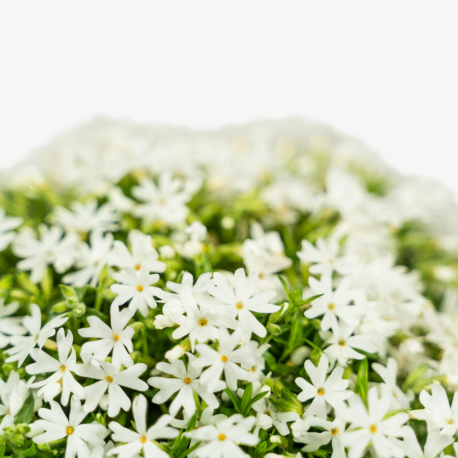 Snowflake Creeping Phlox For Sale Online | The Tree Center