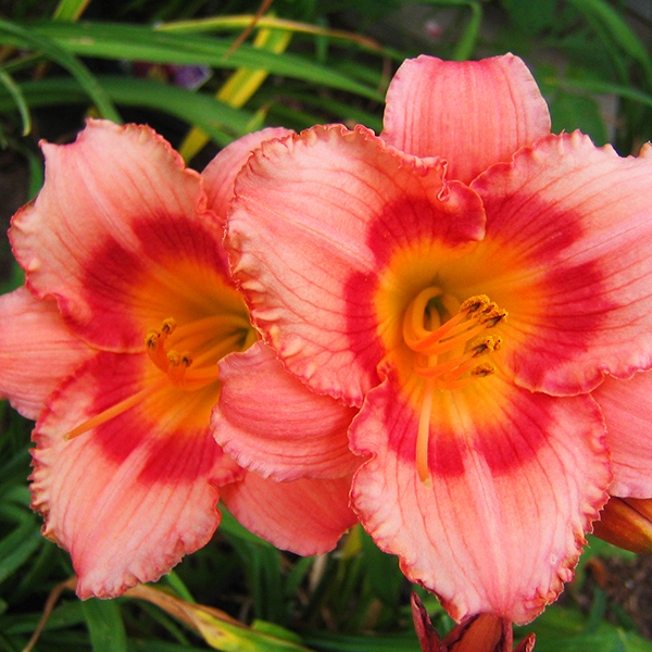 Strawberry Candy Daylily For Sale Online | The Tree Center
