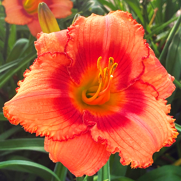 Strawberry Candy Daylily For Sale Online | The Tree Center