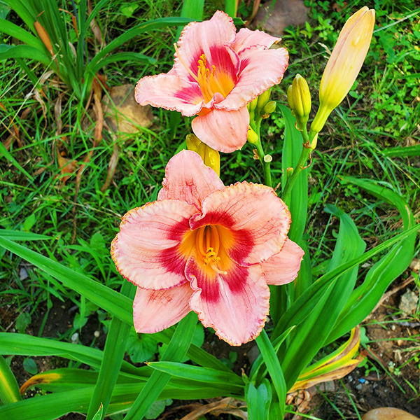 Strawberry Candy Daylily For Sale Online | The Tree Center
