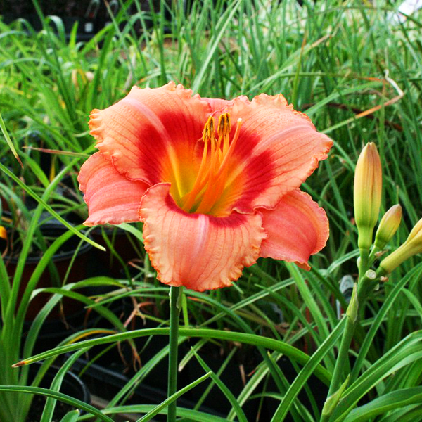Strawberry Candy Daylily For Sale Online | The Tree Center
