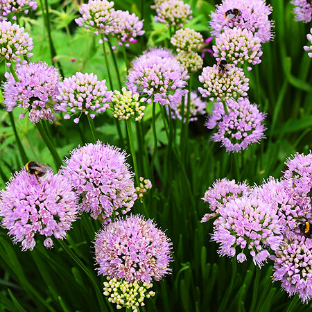 Summer Beauty Allium For Sale Online | The Tree Center
