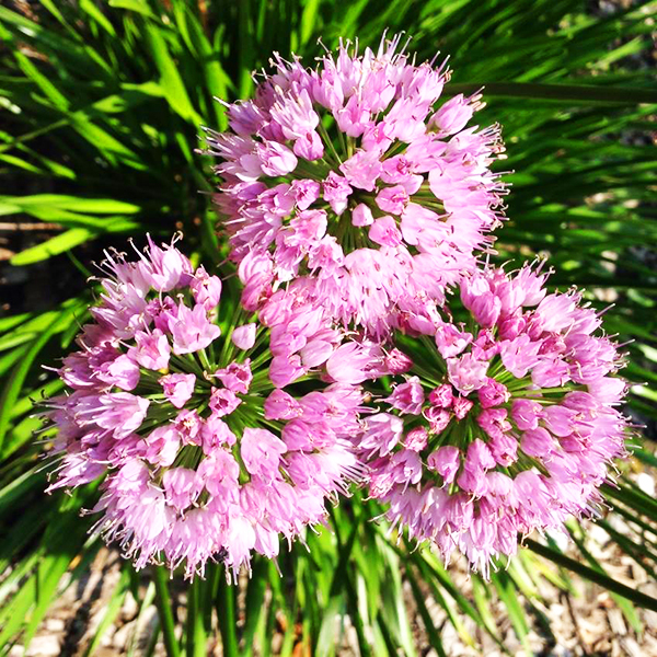 Summer Beauty Allium For Sale Online | The Tree Center