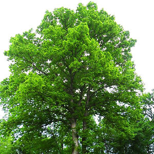 Swamp Chestnut Oak Tree For Sale Online | The Tree Center