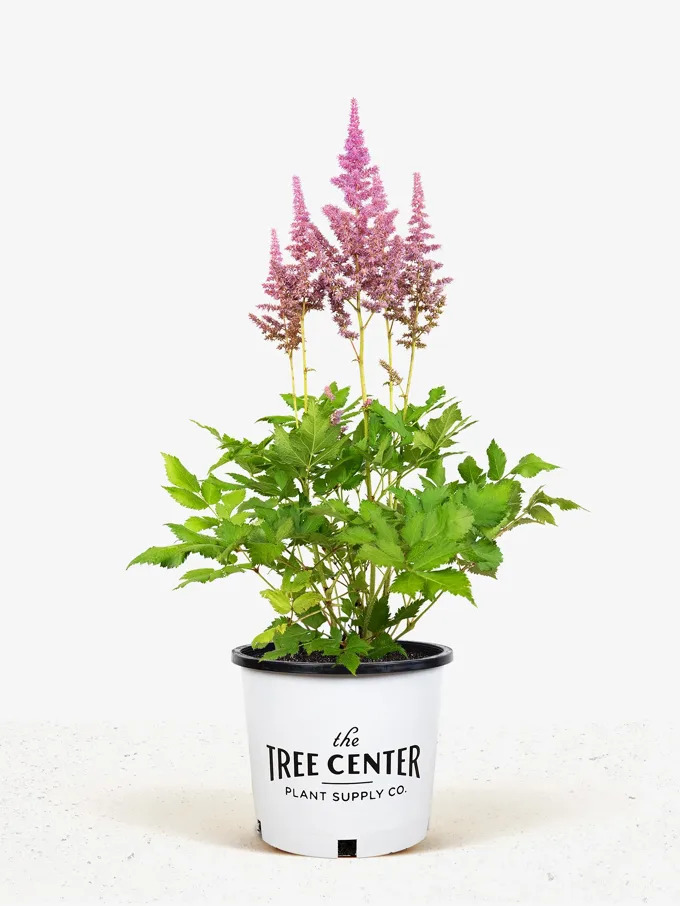 Astilbe For Sale Perennials Online | The Tree Center