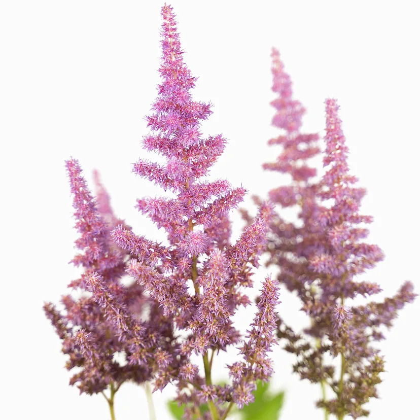 Vision Astilbe For Sale Online | The Tree Center