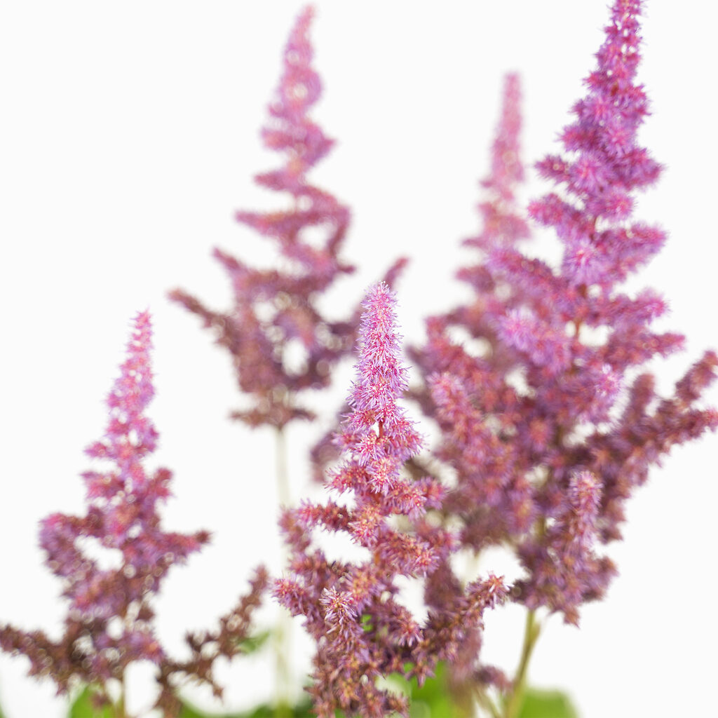 Vision Astilbe For Sale Online | The Tree Center