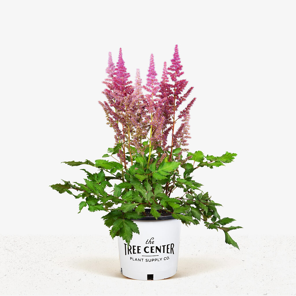 Vision In Red Astilbe For Sale Online | The Tree Center