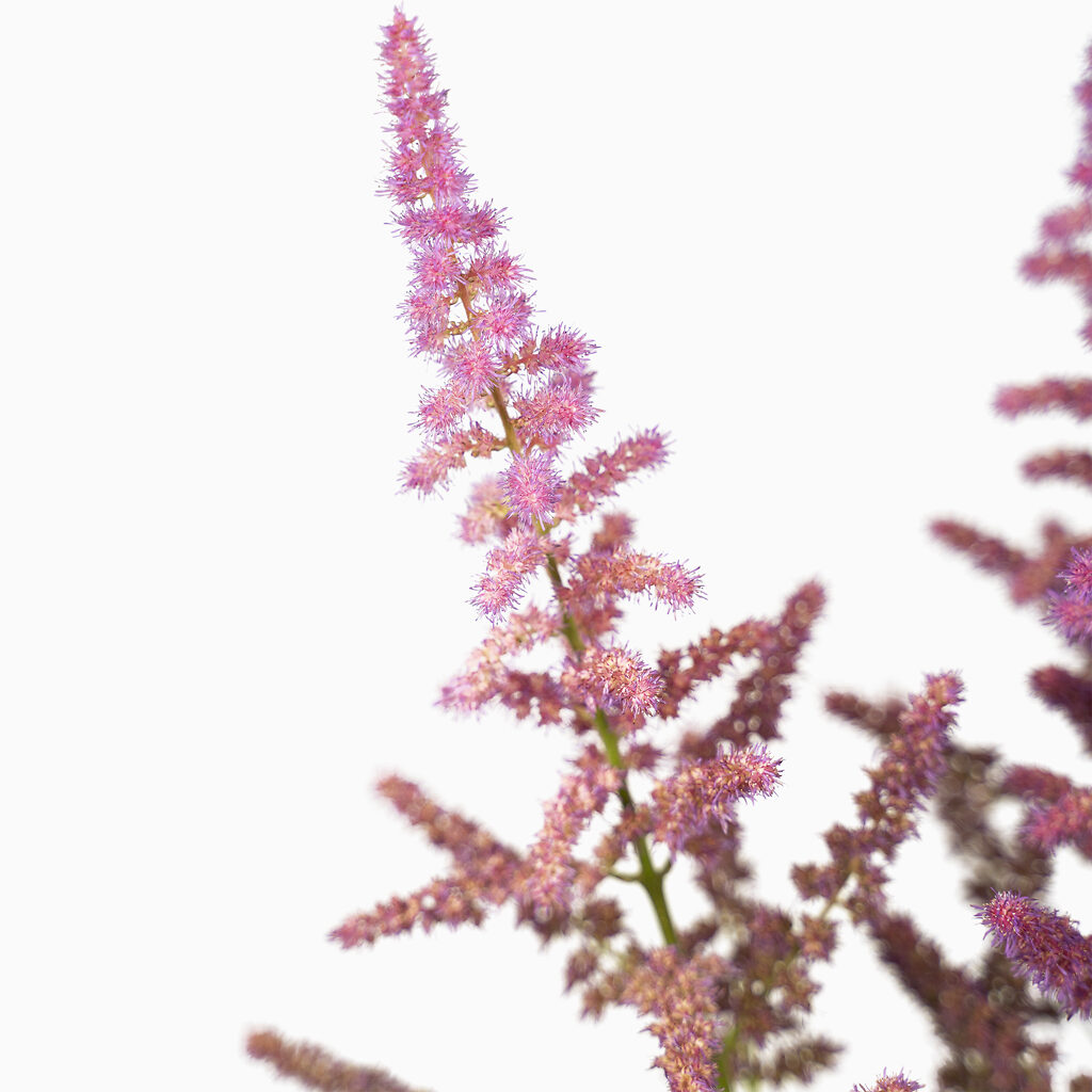 Vision In Red Astilbe For Sale Online | The Tree Center