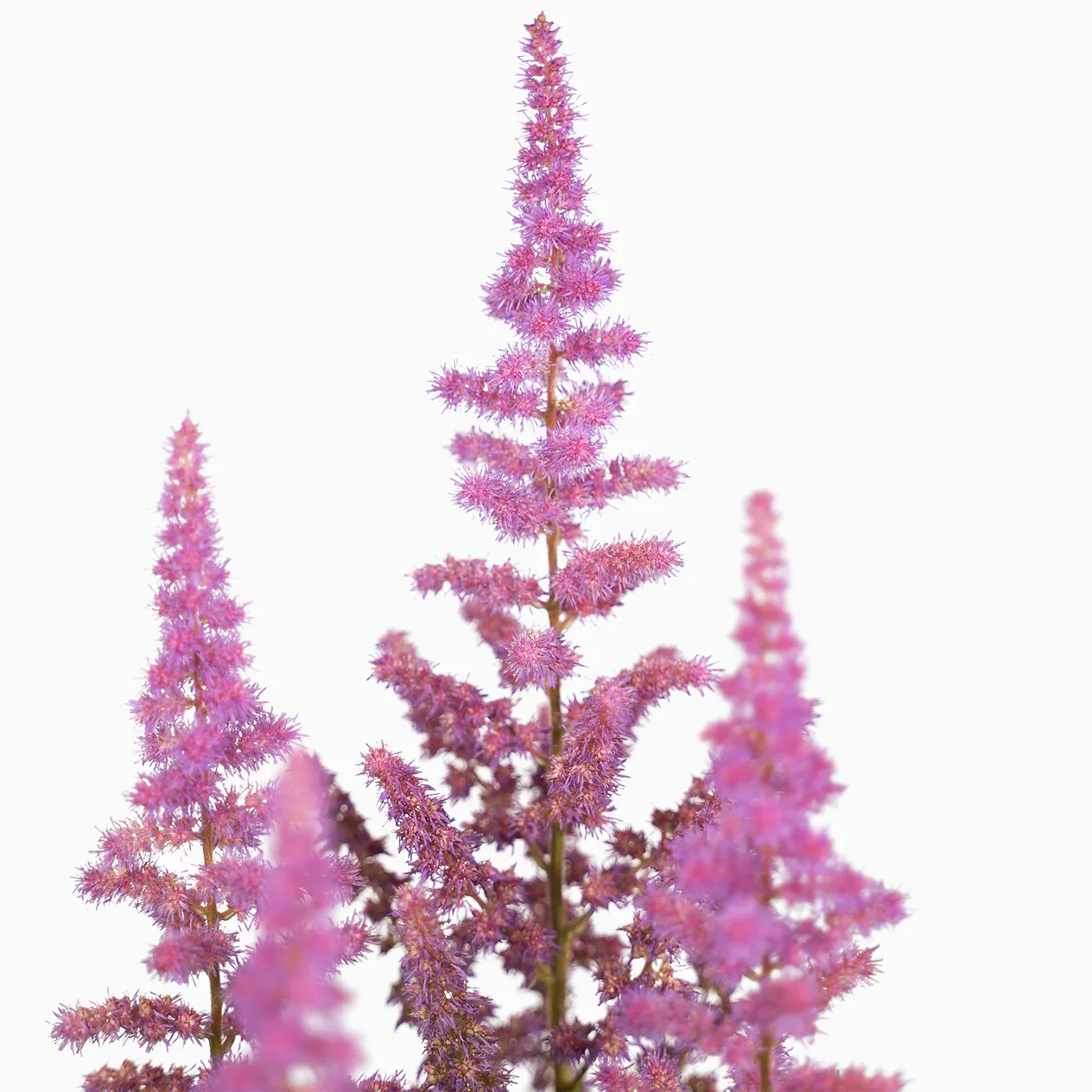 Vision In Red Astilbe For Sale Online | The Tree Center