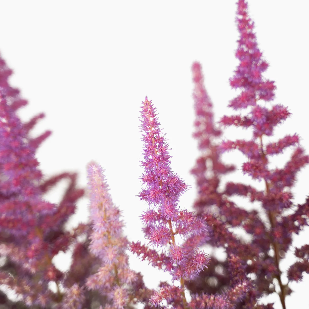 Vision In Red Astilbe For Sale Online | The Tree Center