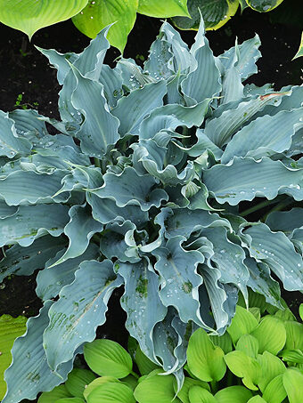 Hosta – The Tree Center