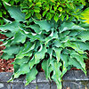 Waterslide Hosta For Sale Online | The Tree Center