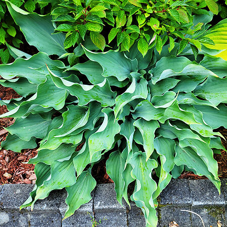 Waterslide Hosta For Sale Online | The Tree Center