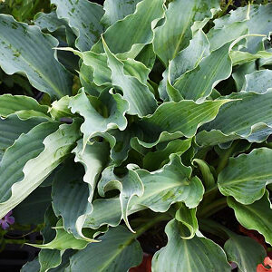 Waterslide Hosta For Sale Online | The Tree Center
