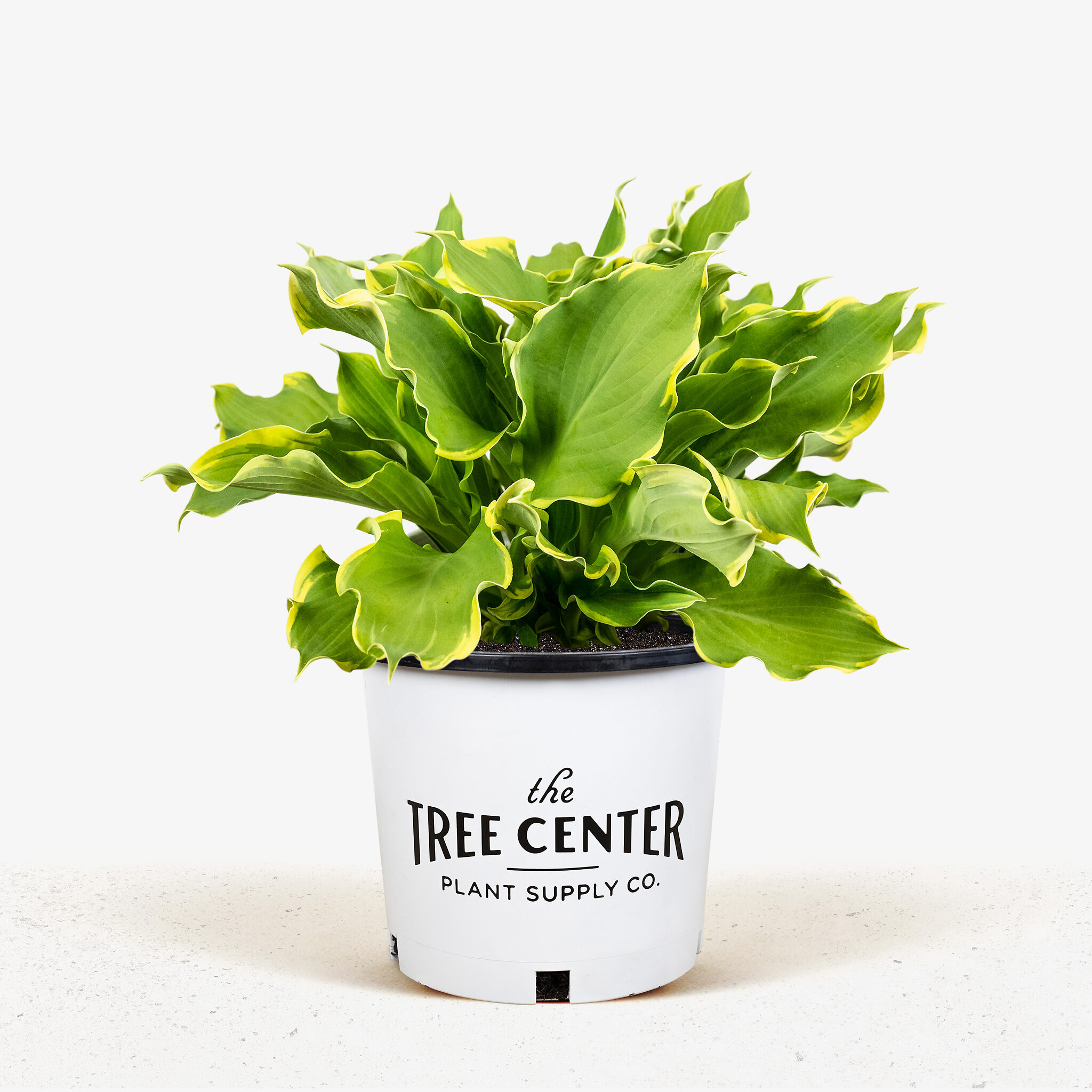 Wheee! Hosta For Sale Online | The Tree Center